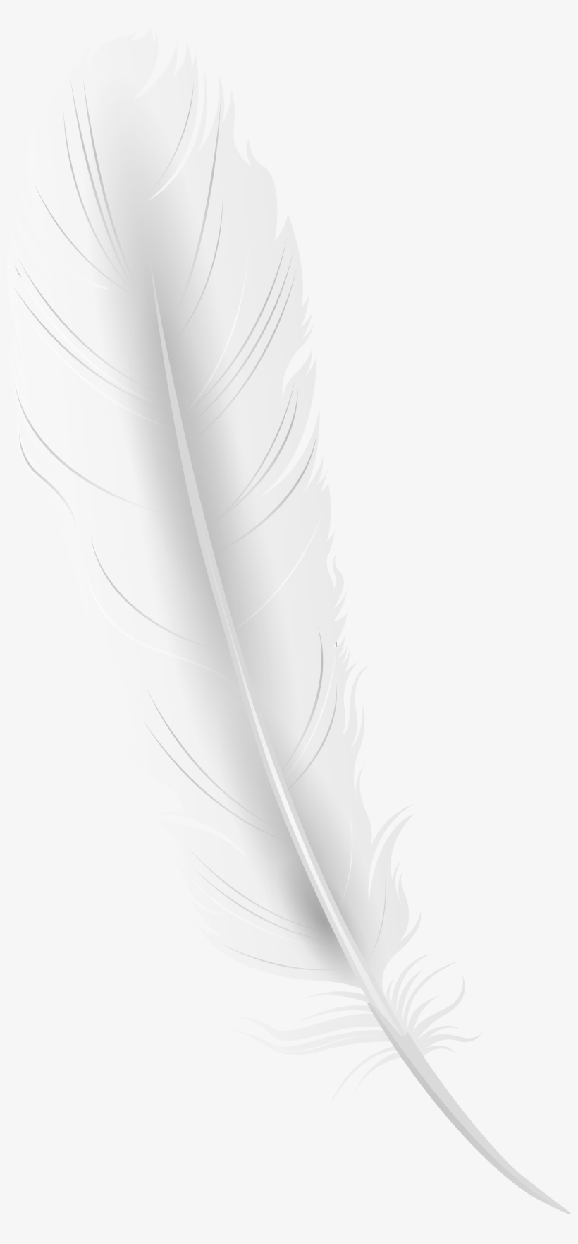 White Feather Clip Art - 3936x8000 PNG Download - PNGkit