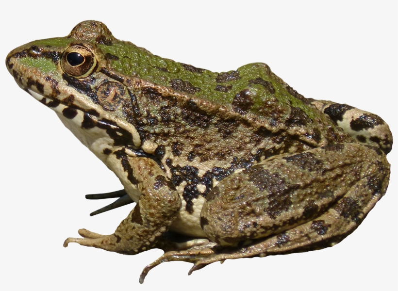Frog Png - 1570x1117 PNG Download - PNGkit