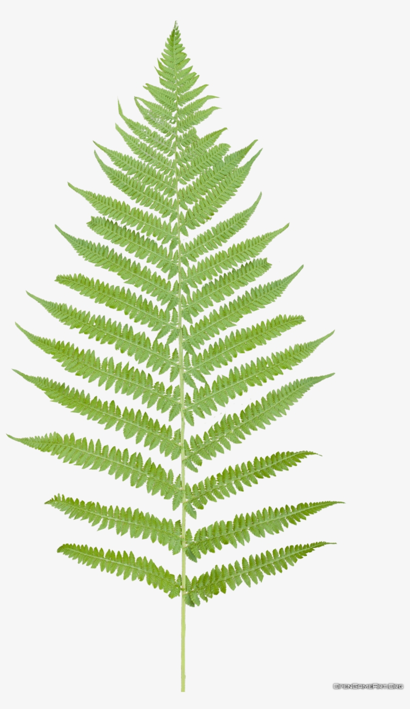 Download Transparent Tropical Ferns Png - Fern Leaf No Background - PNGkit