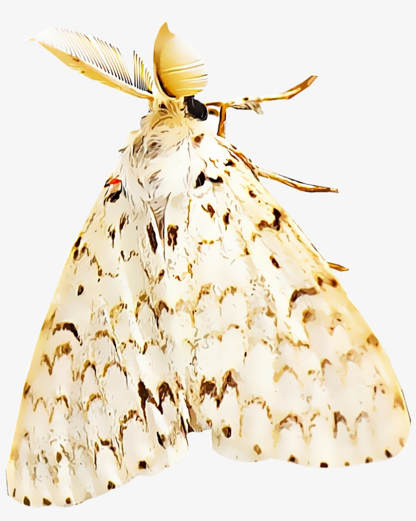 Gypsy Moths - Butterfly - 1000x1000 PNG Download - PNGkit