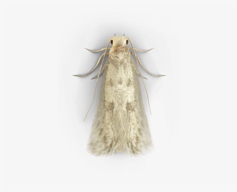 Moth Transparent - 425x600 PNG Download - PNGkit