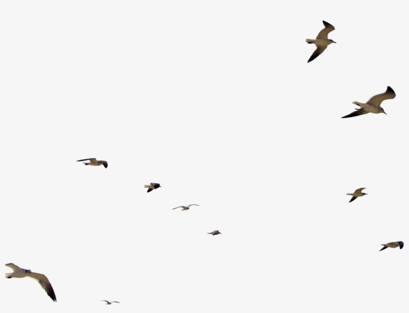 Birds Flying In Flocks Png - 1600x1060 PNG Download - PNGkit