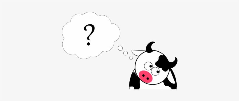 Confused Cow - Cattle - 482x269 PNG Download - PNGkit