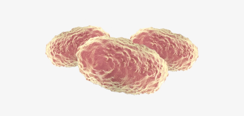 Diasorin Molecular Simplexa® Bordetella Direct Kit - Bordetella ...