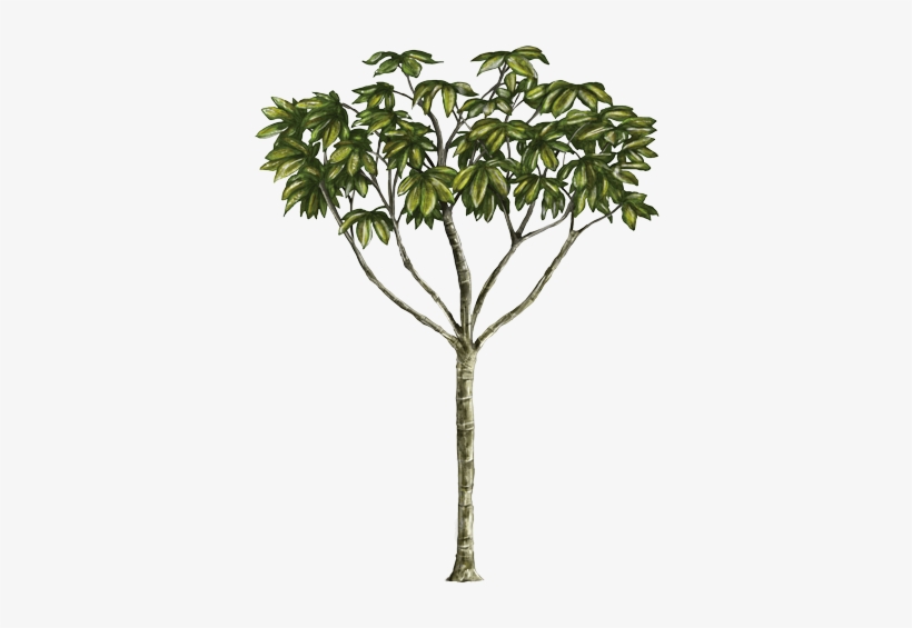 Yarumo - Yarumo Png - 377x500 PNG Download - PNGkit