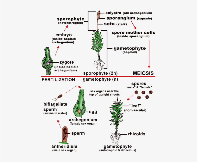 Moss Cycle - Life Cycle Of Takakia - 478x595 PNG Download - PNGkit