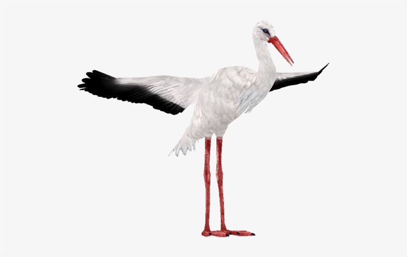 Stork - White Stork Png - 600x578 PNG Download - PNGkit