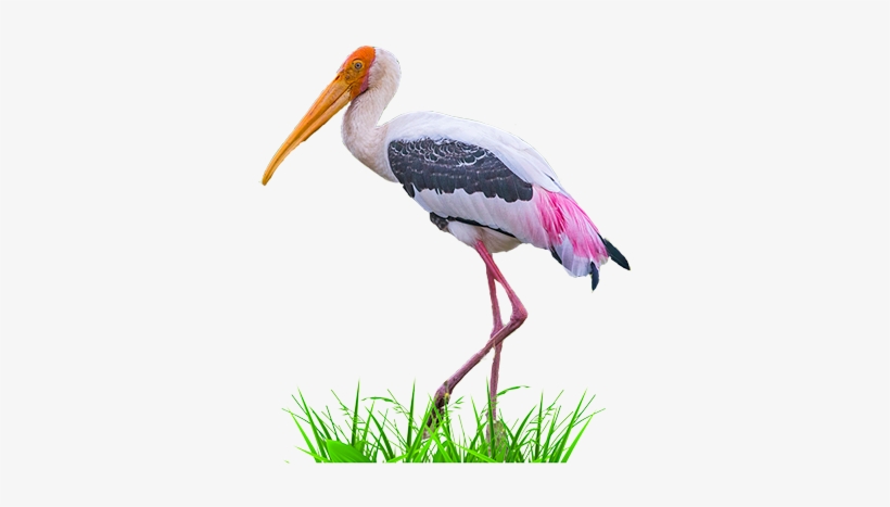 Download Transparent Painted Stork - Stork - PNGkit