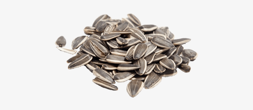 Seeds Clipart Transparent Background - Ηλιόσποροσ - 480x480 PNG ...