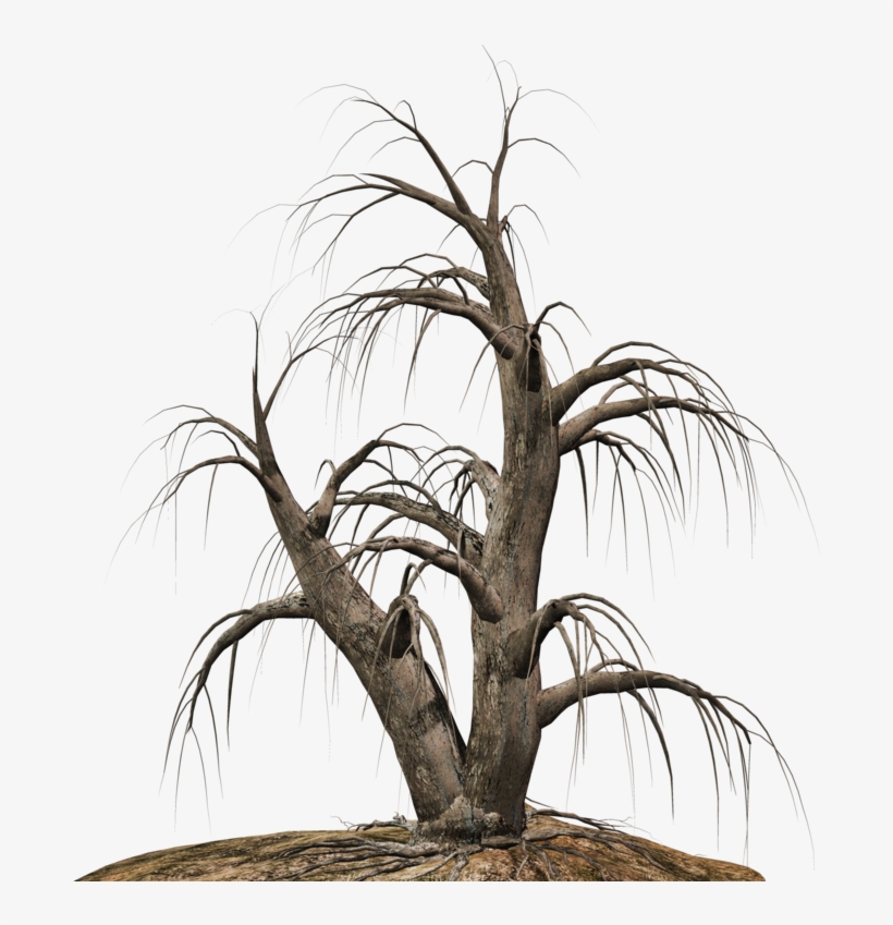Desert Tree Png Clipart Black And White Stock - Illustration - 1024x768 ...