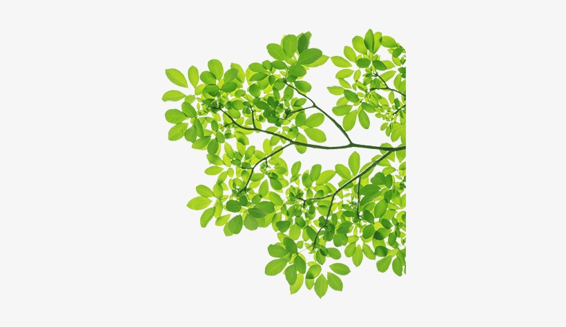 Our Responsibility - Technico-flor Inc - 400x410 PNG Download - PNGkit