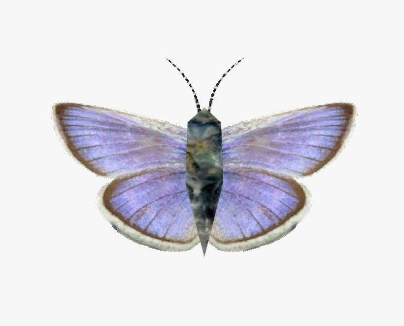 Xerces Blue - Common Blue - 631x631 PNG Download - PNGkit