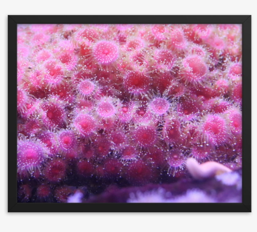 A Pile Of Pink Polyps Positioned Perfectly Poke From - Black ...