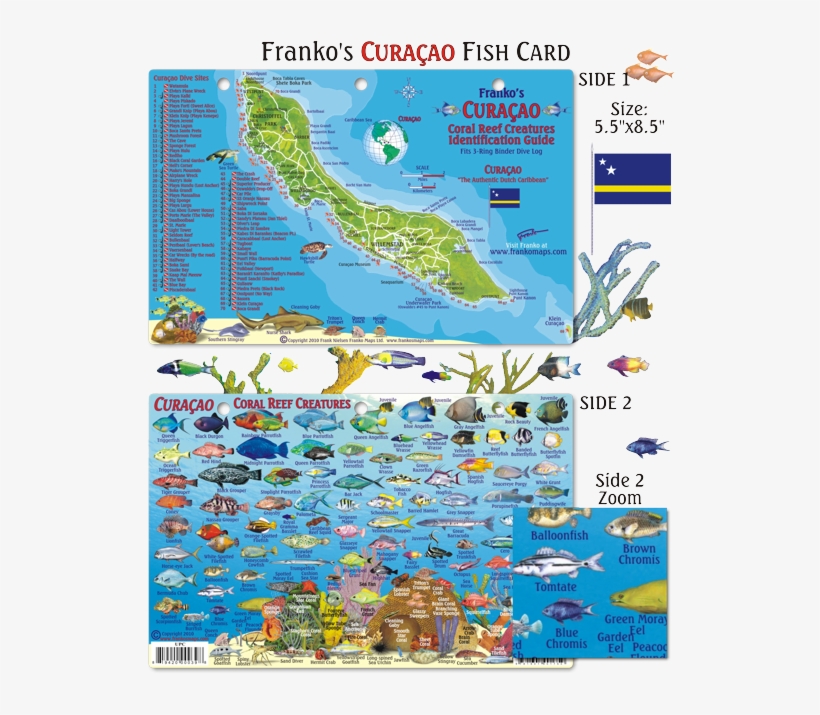 Curacao Dive Map & Reef Creatures Guide Franko - 539x634 PNG Download ...