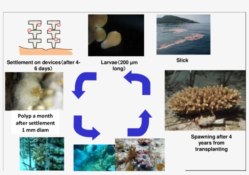Life Cycle Of Transplanted Coral From Larvae To Spawning - Biological ...