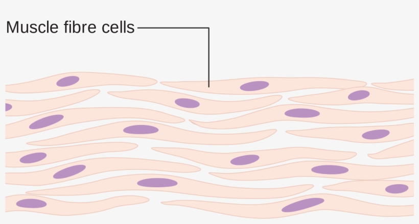 File Diagram Of Muscle Cells Cruk Wikimedia - Illustration - 2000x1088 ...