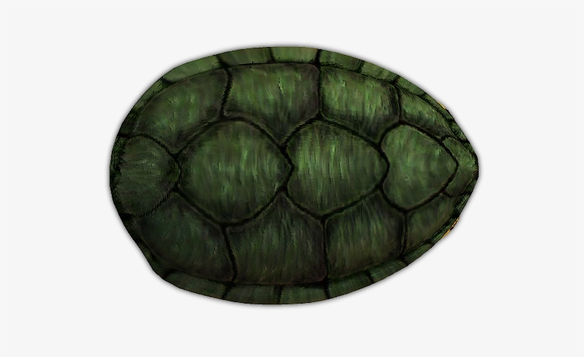 430k Turtle - Circle - 558x421 PNG Download - PNGkit