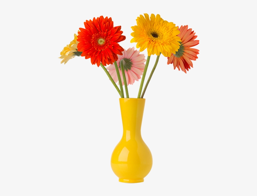 Flor - Show Gerbera Flower Vase - 500x750 PNG Download - PNGkit