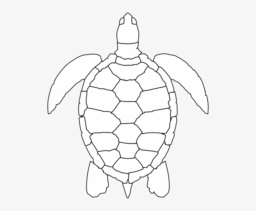 Turtle Shell Pattern Drawing 516x594 PNG Download PNGkit
