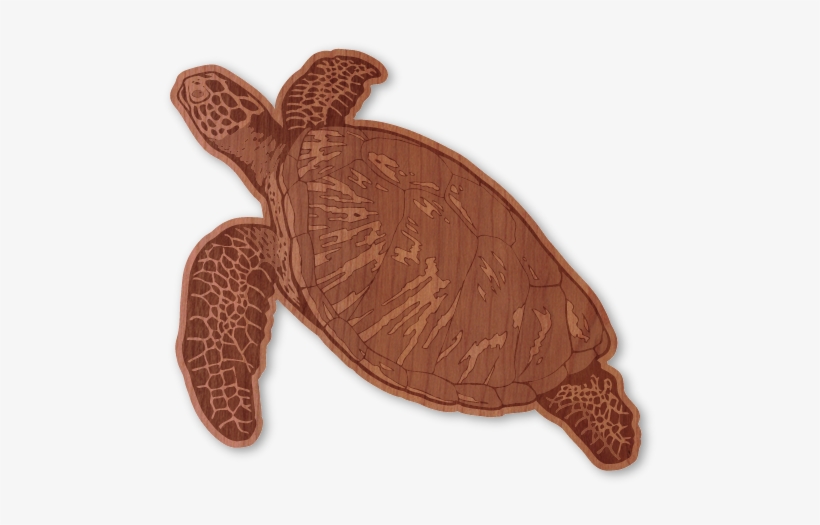 Hawksbill Sea Turtle - 503x453 PNG Download - PNGkit