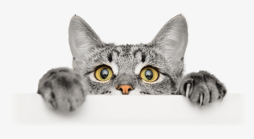 Feed Their Curiosity - Cats Peeking Over Things - 760x380 PNG Download ...
