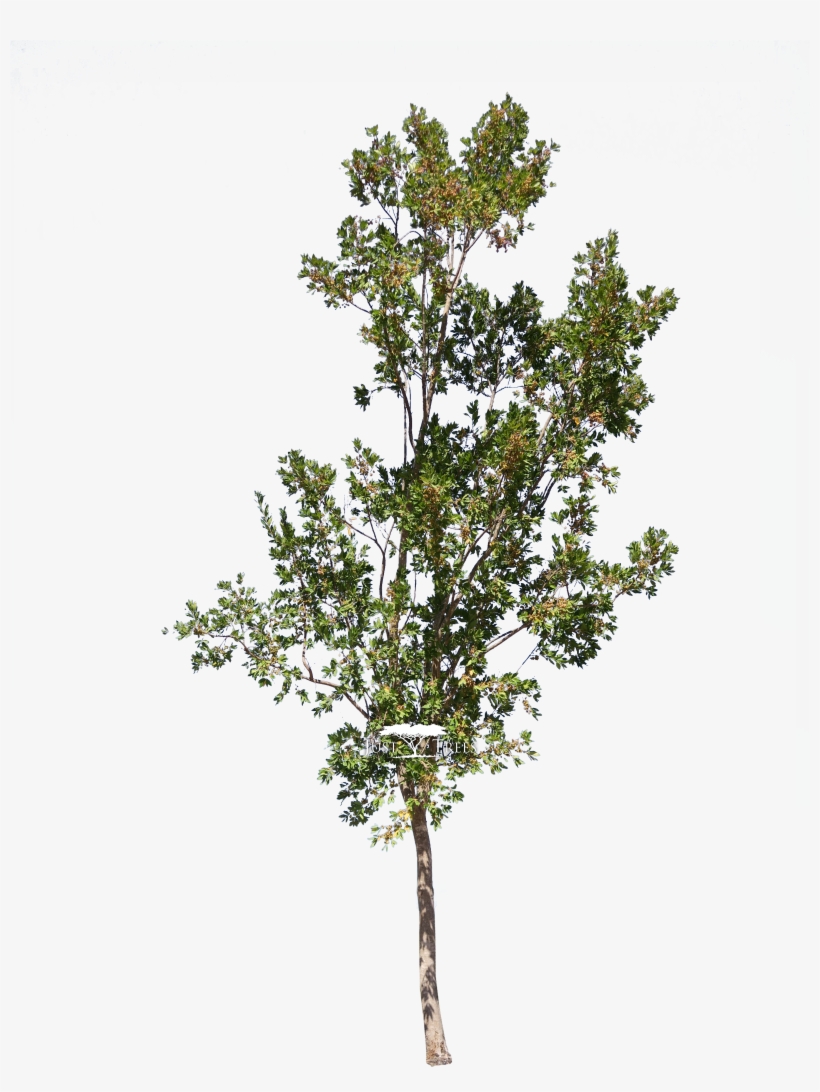 Combretum Erythrophyllum - Tree Revit - 2880x3884 PNG Download - PNGkit