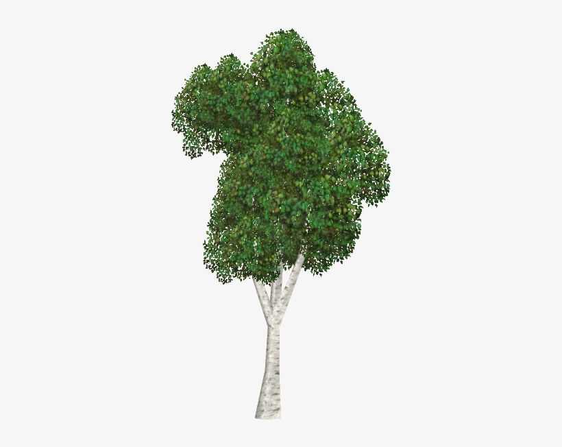 Silver Birch - Silver Birch Png - 571x571 PNG Download - PNGkit