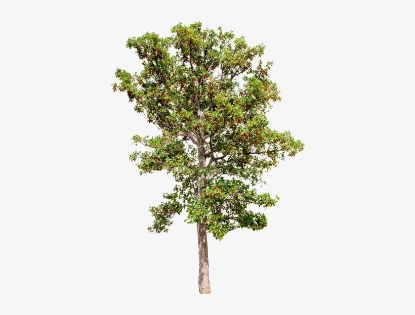 Isolated Trees On White Background, Trees, Isolated, - White - 640x640 PNG Download - PNGkit