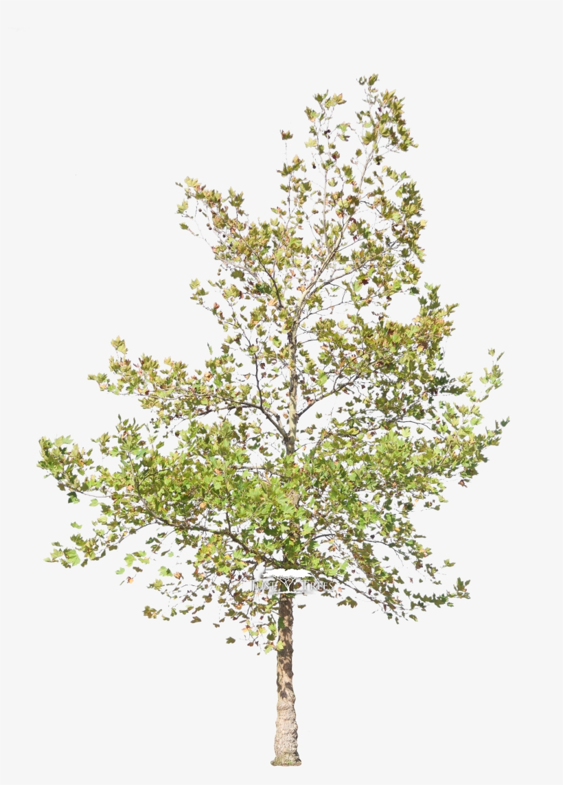 Platanus Acerifolius - Plane Trees - 2712x3935 PNG Download - PNGkit
