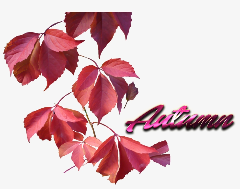 Look Mi Elegant Autumn Leaves Personality Aluminium - 1920x1200 PNG ...