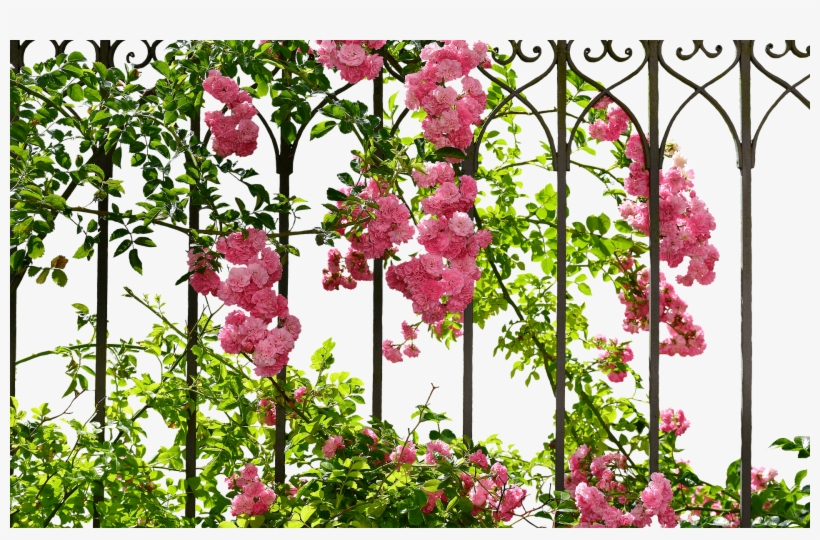 Romantic Rose Blooms - Background Transparent Roses Climbing ...