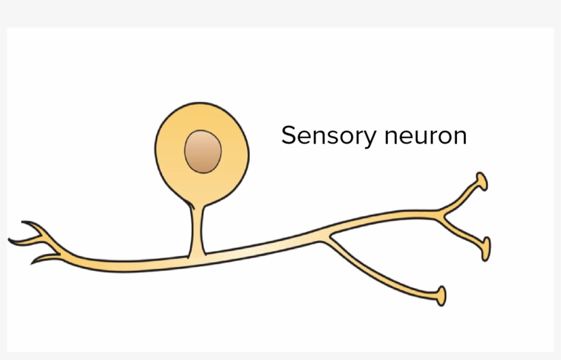 Neuron Clipart Dead - Neuron - 2550x901 PNG Download - PNGkit