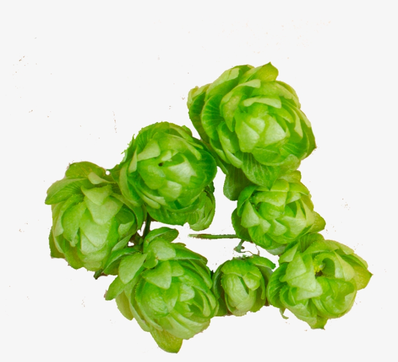 Hops - Vegetable - 877x761 PNG Download - PNGkit