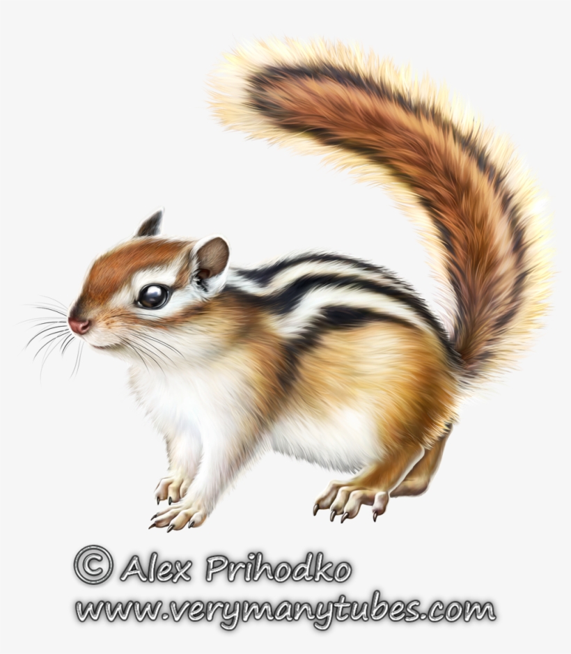 Chipmunks, Tier Wallpaper, Clip Art, Animaux, Animais, - Eastern ...