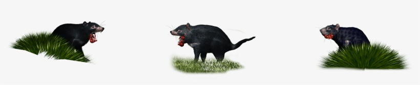 Tasmanian Devil - 3344x1792 PNG Download - PNGkit
