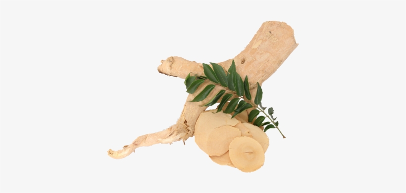 Download Transparent Yellow Tongkat Ali Png Copy - Longjack - PNGkit