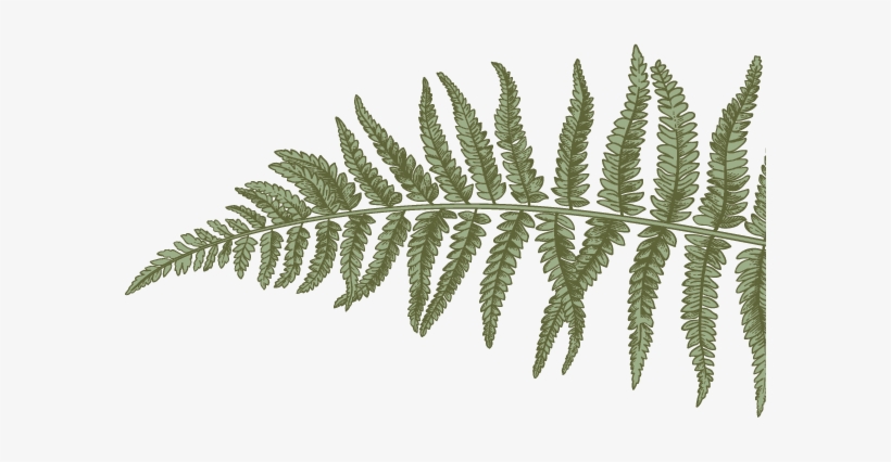 Fern - Fern Drawings Transparent - 590x346 PNG Download - PNGkit