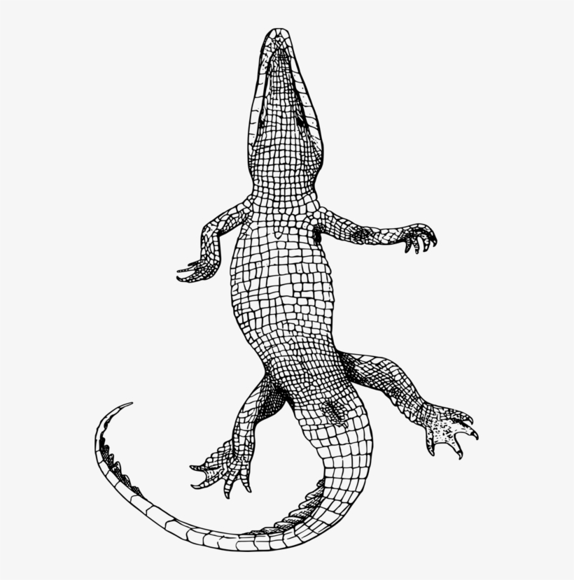 Crocodile Clip American Alligator Line Art Computer - Bottom Of An ...