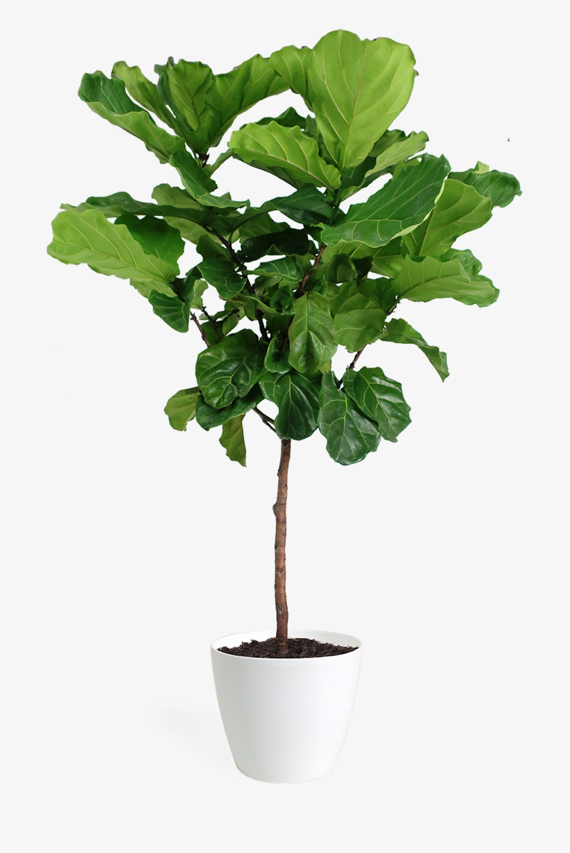 Ficus Lyrata Large Standard - Ficus Lyrata Hd - 700x1152 PNG Download ...