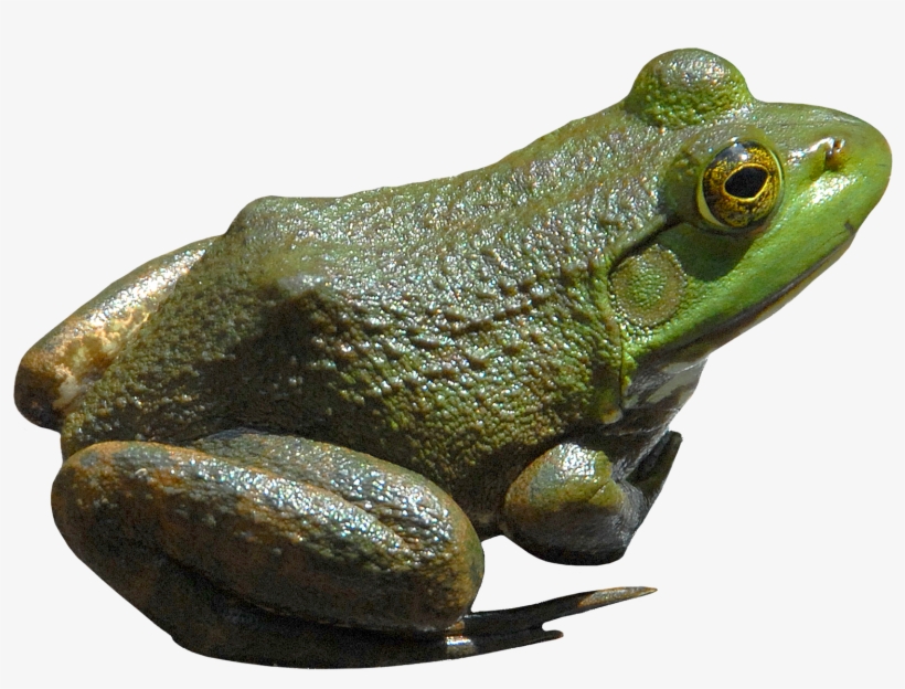 Frog Png - 1535x1094 PNG Download - PNGkit