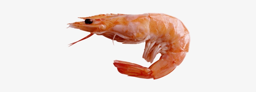 Svg Library Library Large Transparent Png Stickpng - Jhinga Fish ...