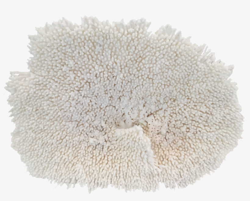 Table Coral - 1000x756 PNG Download - PNGkit