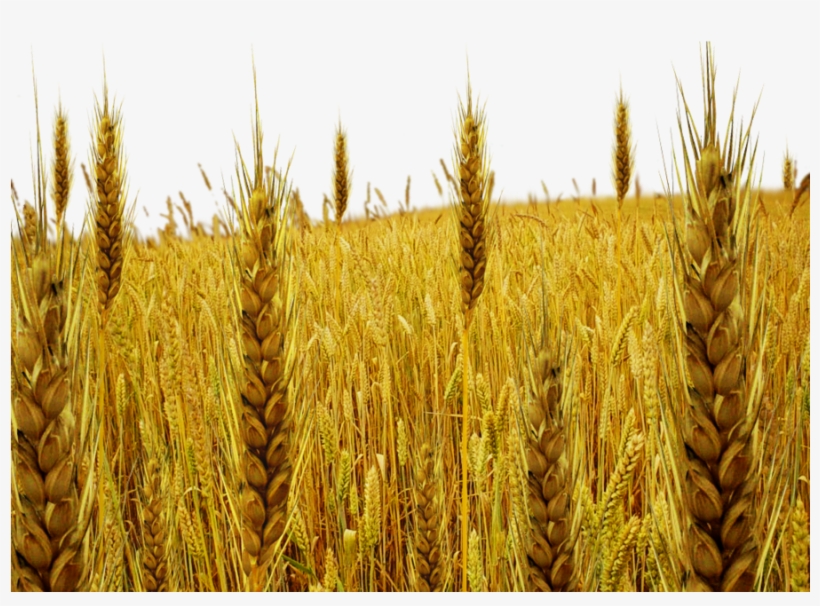 Tare Png By Dbszabo - 900x675 PNG Download - PNGkit