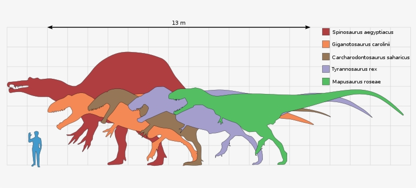 Download Transparent Size Comparison Of Selected Giant Theropod ...