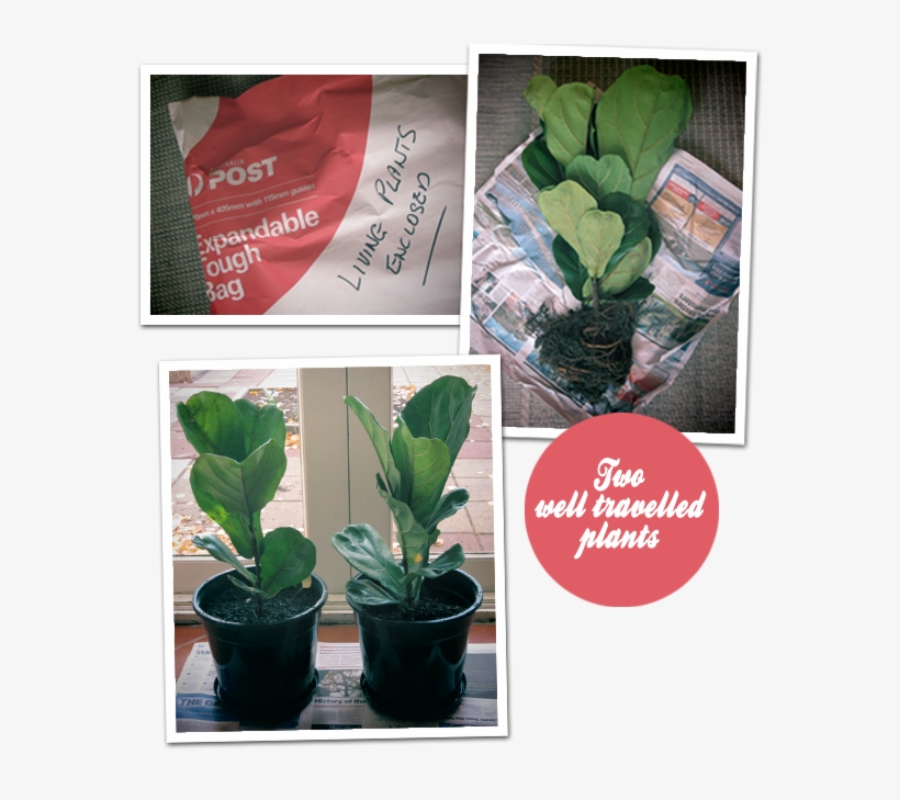Download Transparent Fiddle-leaf Fig - PNGkit