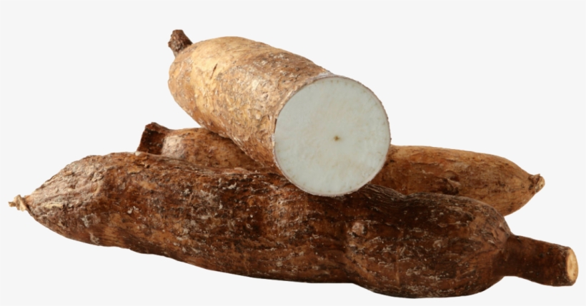 From A Nutritional Point View, Yucca Stands Out Because - Yucca Root ...