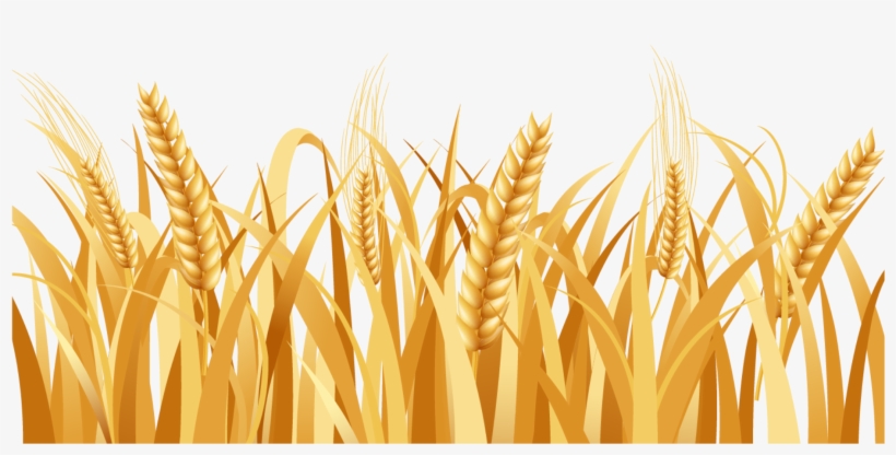 Svg Freeuse Library Barley Vector Head - Wheat Png - 2077x1000 PNG ...