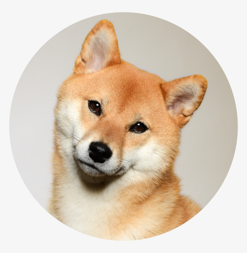 Download Transparent Zelda Is A Five Year Old Shiba Inu From Seattle ...