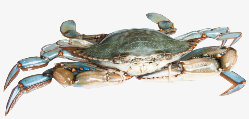 Blue Crab - Chesapeake Blue Crab - 1000x642 PNG Download - PNGkit