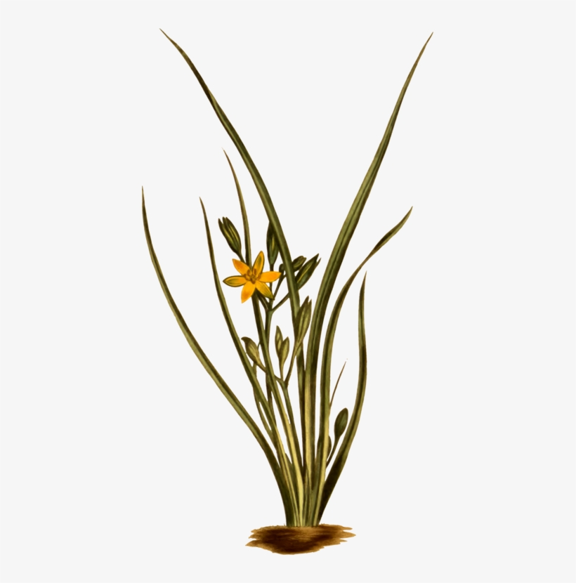 Yellow Star Grass Grasses Flowering Plant Plant Stem - Hypoxis Hirsuta ...